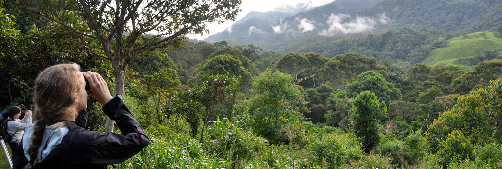 Birdwatching: A "Cheep" and Fun Activity - LandCentral