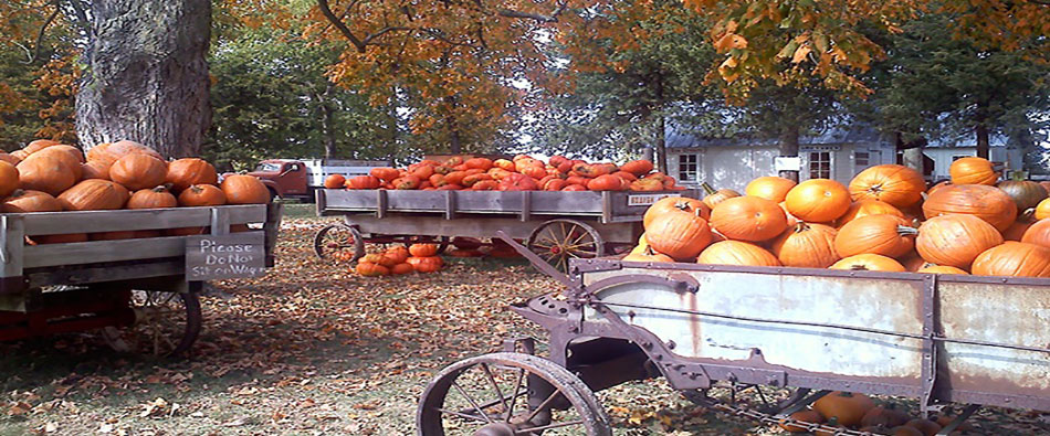 Top Pumpkin Patches to Visit Across the United States - LandCentral